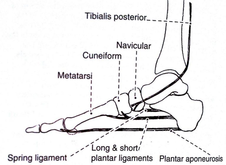 ¿Qué es el ligamento de spring? - Podoactiva. Podología y biomecánica