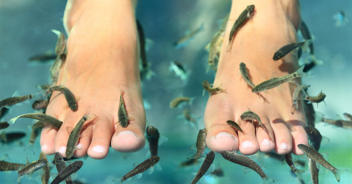 Terapia con peces o ictioterapia ¿es peligrosa para la salud de los ...
